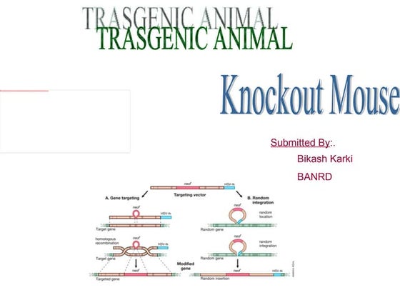 Knockout mice | PPTX