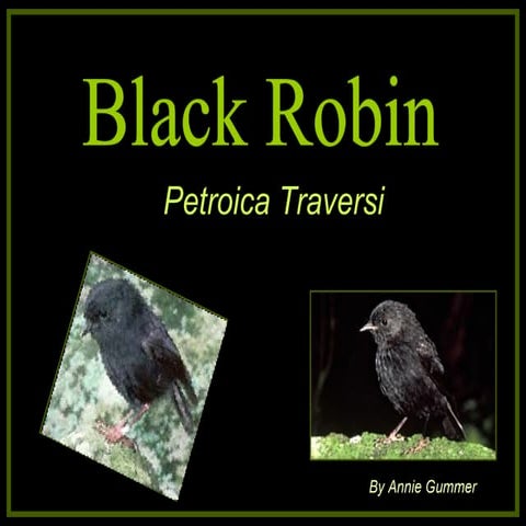 Black Robin-Inquiry | PPT