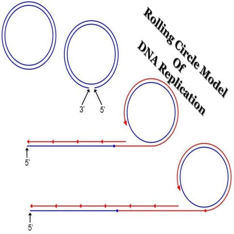 Bidirectional and rolling circular dna replication | PPTX