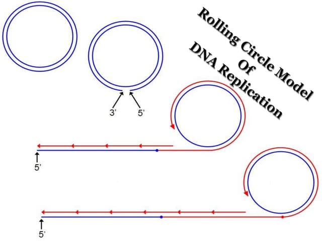 Rolling circle mechanism ppt | PPTX