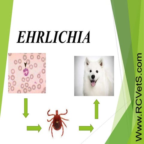 Ehrlichia | PPTX