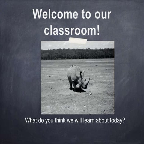 Animal Presentation | PPT