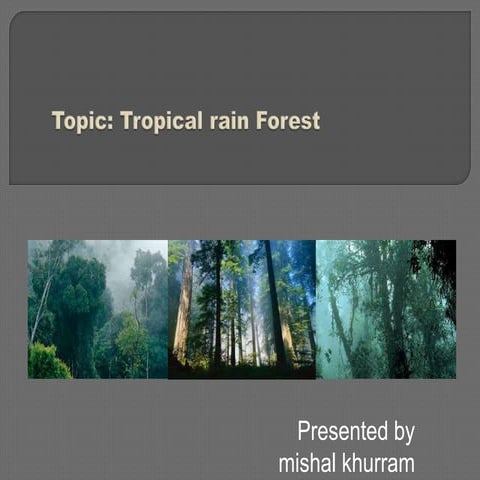 tropical rain forest | PPT