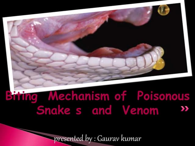Poisonous Venum Tooth Online | emergencydentistry.com