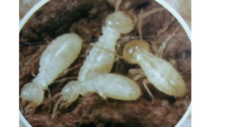 Termite टरर्माइट Deemak दीमक टरर्माइट Saink seonk