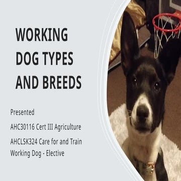 Working Dogs - Types and breeds of Working dogs | PPT