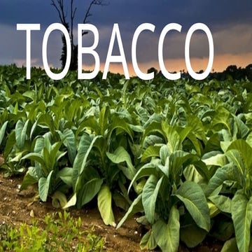 TOBACCO PRESENTATION AS WAY OF CULTURAL RESEARCH | PPTX