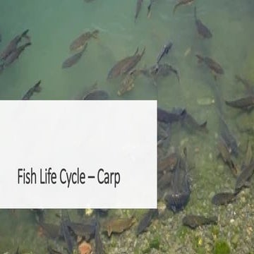 he common carp (Cyprinus carpio) is one of the oldest domesticated fish ...