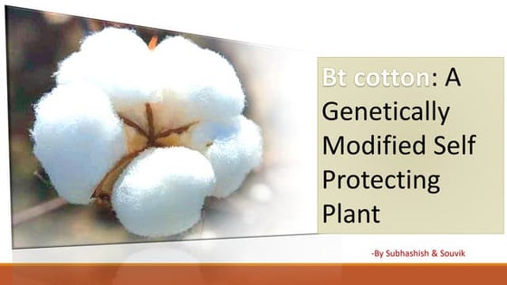 Bt Cotton Development Stages | PDF | Agriculture | Industries