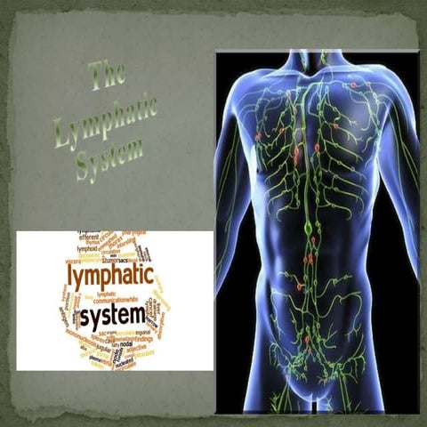 The Anatomy of Lymphatic System | PPT