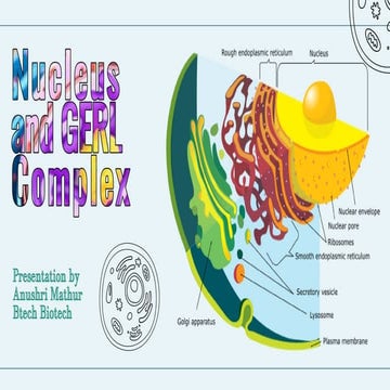 Presentation - Nucleus and GERL Complex.pdf