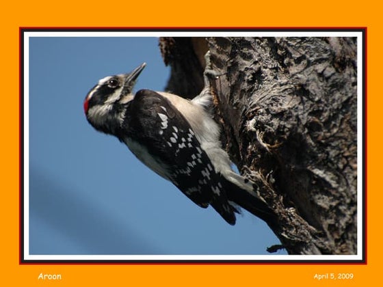 BIOLOGY Spring Break Project | PPT