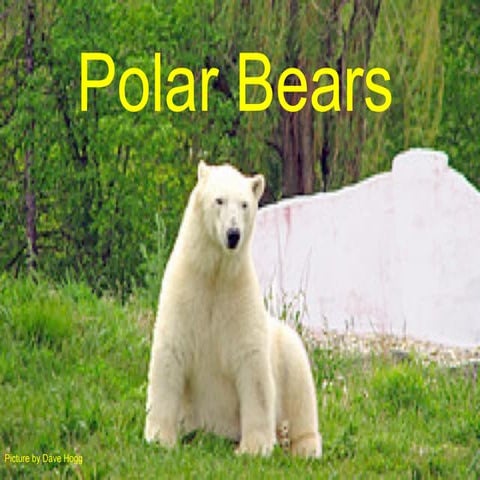Endangered polar bears | PPT