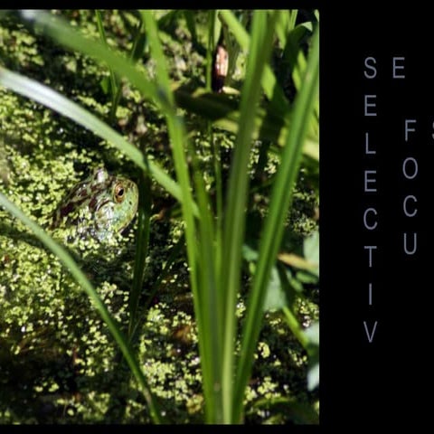 Digital Photography Bootcamp | PPTX