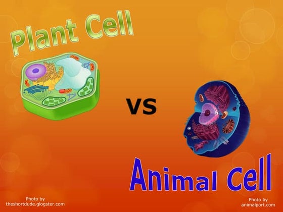 COMPARING PLANT CELL AND ANIMAL CELL (grade 7)ppt.pptx | Biological ...