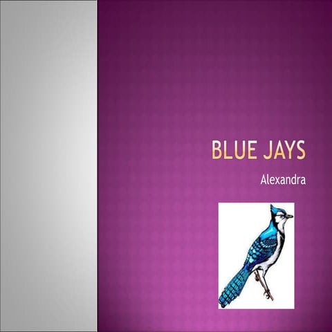 Blue Jays | PPT