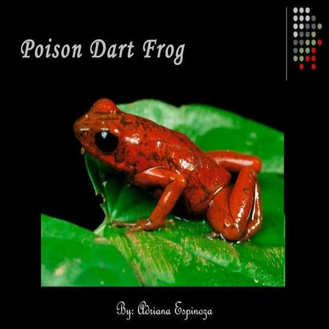 Poison Dart Frog | PPTX