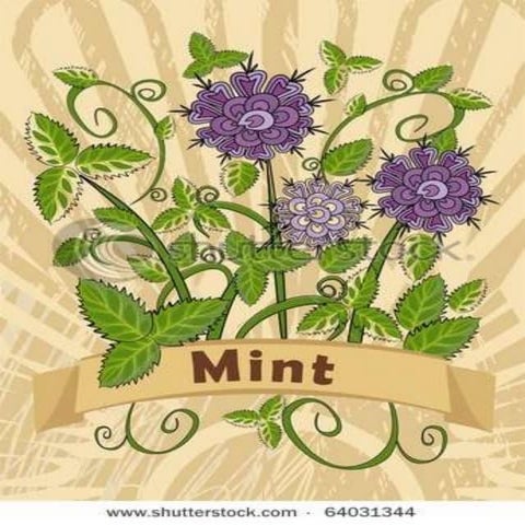 Mint Drawing | PPT