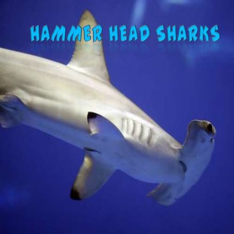 Hammerhead sharks | PPTX
