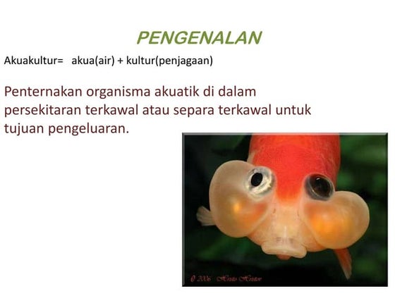 Presentation1 | PPT