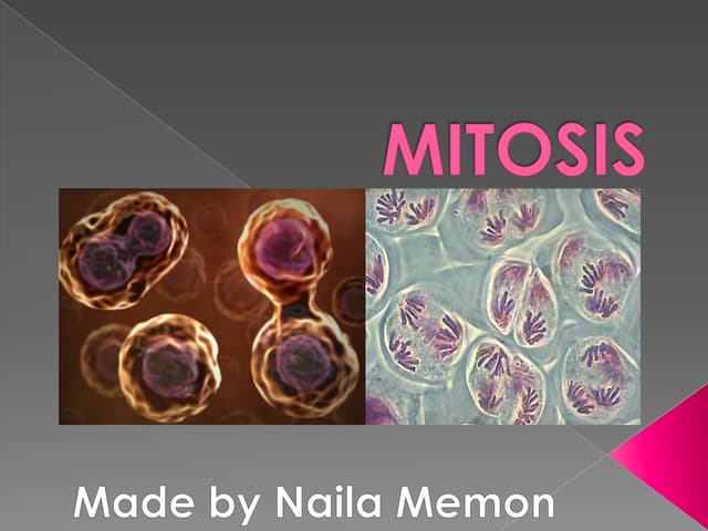 Mitosis | PPTX