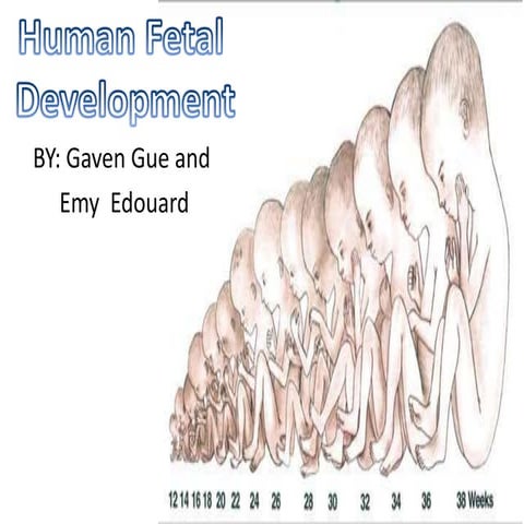 Presentation1 | PPTX | Pregnancy | Reproductive Health