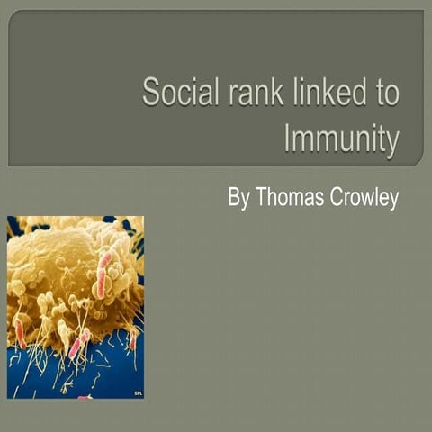 how social rank effects immunity slideshow | PPT