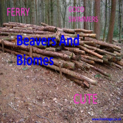 Beavers. | PPTX