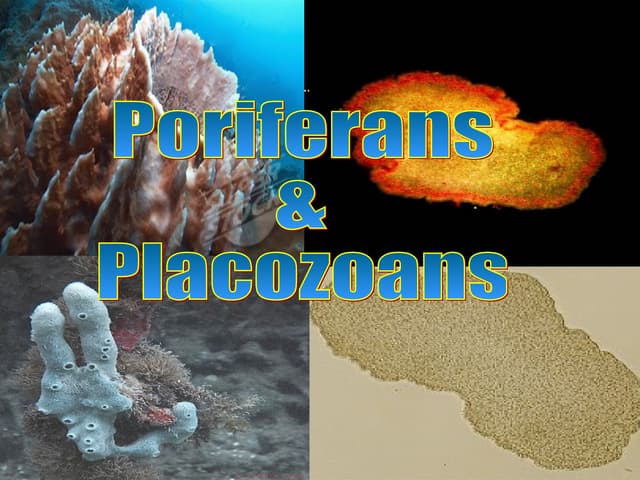 Zoology- Phylum Porifera | PPT