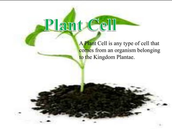 Plant cells | PPT | Biological Sciences | Science