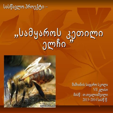 Presentation–ფუტკარი | PPT