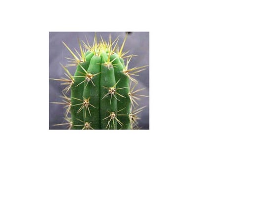 Time 4 change logo | PDF