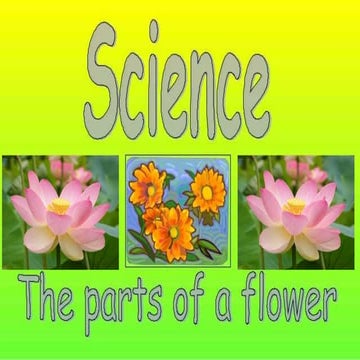 Part of a Flower | PPTX