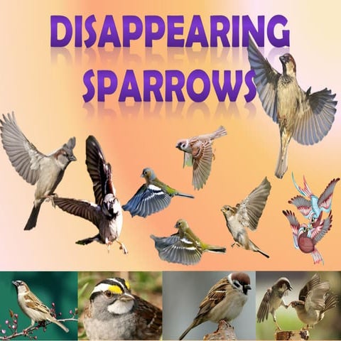 Disappearing Sparrows. | PPT