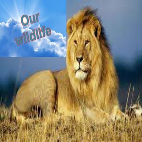 wildlife conservation | PPT