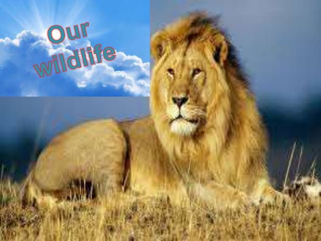 Presentation on Wildlife Conservation | PPTX