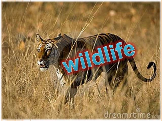 Presentation on Wildlife Conservation | PPTX