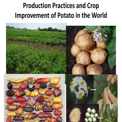 Production Practices and Crop Improvement of Potato in the World | PPTX