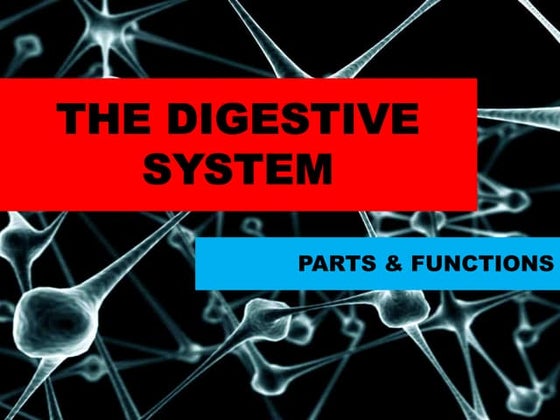 Digestive system Lesson for Grade 6 students.pdf | Digestive Disorders ...