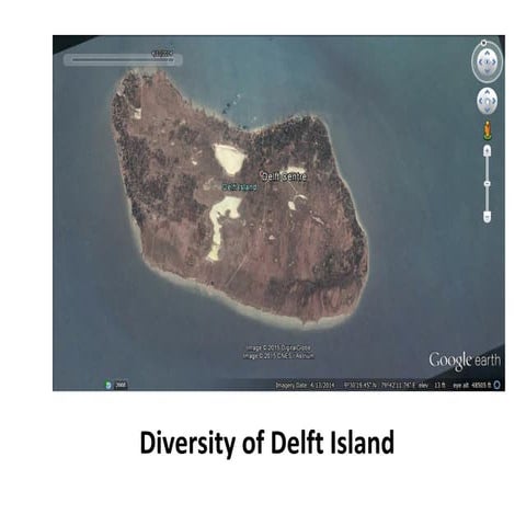 Delft Island Diversity | PPT