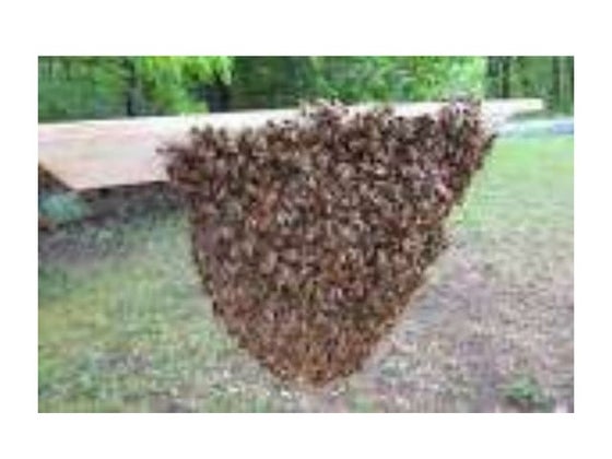 honey bees in India | PPT