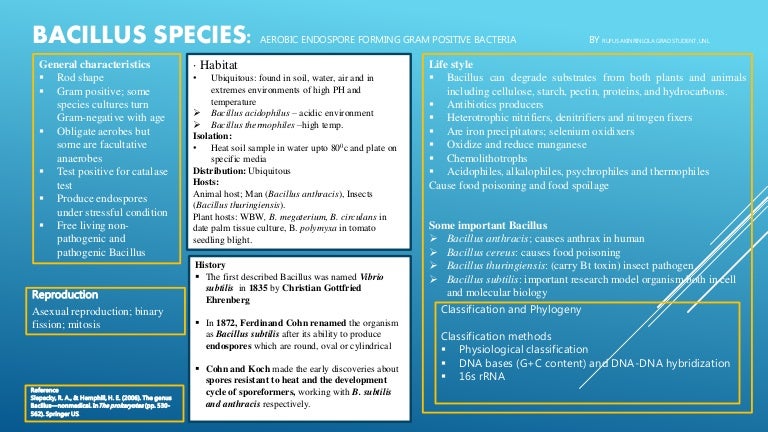 Bacillus Subtilis Characteristics
