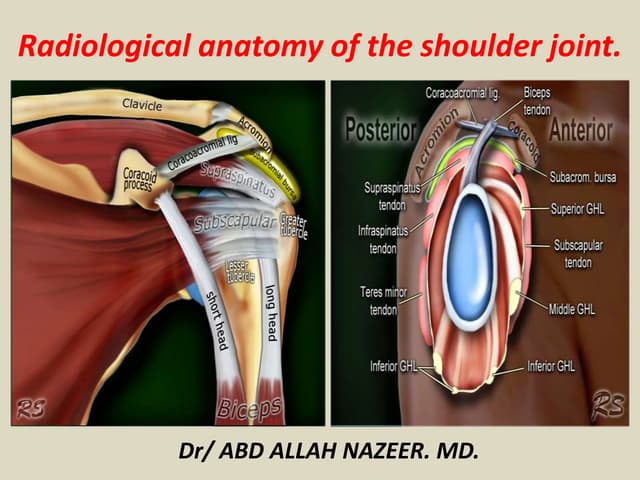 Radiological anatomy of shoulder joint | PPTX