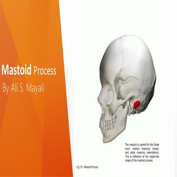 Mastoid Process | PPTX