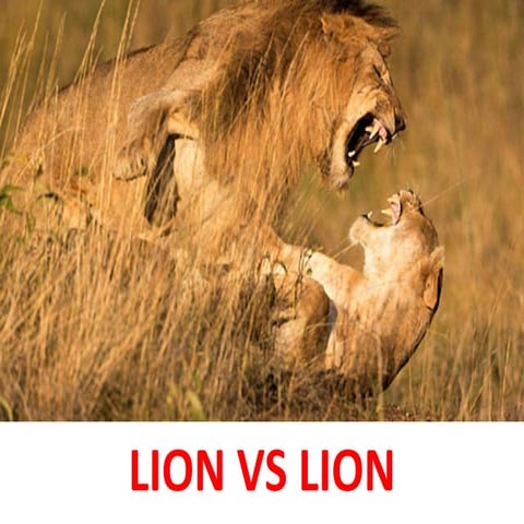 Animal Fight Wild Attacks | PPTX