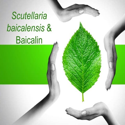 Scutellaria baicalensis | PPTX