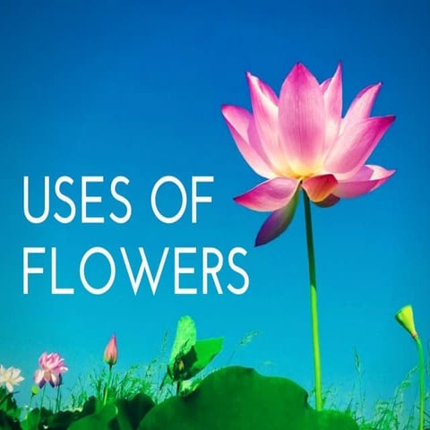 Uses of Flowers | PPTX