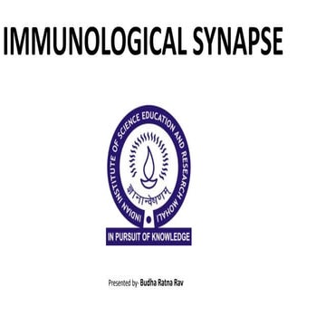 Immunological synapse | PPT