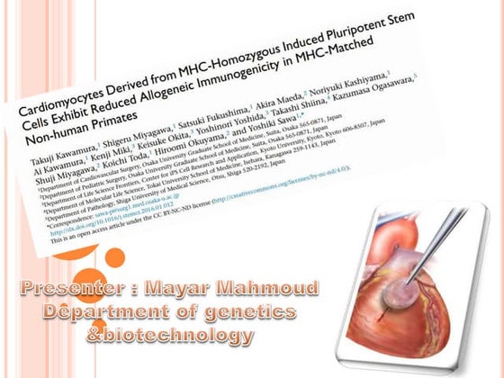 Mesoderm Brochure | PDF