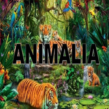 Animalia | PPTX